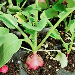 Gardzen 5-Pack Seed Starter Kits, Reusable Plant Germination Trays with Total 75-Cell, Seed Starter Tray with Humidity Vented Domes and Bases for Starting Vegetable Flower Herb Seeds 15" x 9"