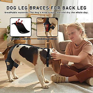Dog Knee Brace,Dog Knee Brace for Torn Acl Hind Leg,Dog Leg Braces for Back Leg，Lick Sleeve for Dogs Rear Leg,Dog Hip Support Brace,Hip Dysplasia Brace for Dogs,Hip Brace for Dogs,Dog Hip Brace. (S)