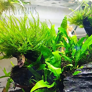 Mainam 3 Different Alternanthera Lilacina Java Moss Hornwort Tropical Freshwater Live Aquarium Plant Decorations 3 Days BUY2GET1FREE