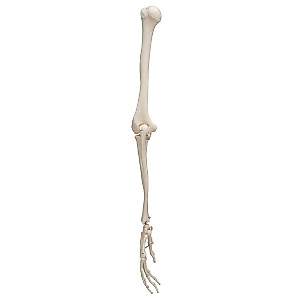 3B Scientific A45 Arm Skeleton - 3B Smart Anatomy