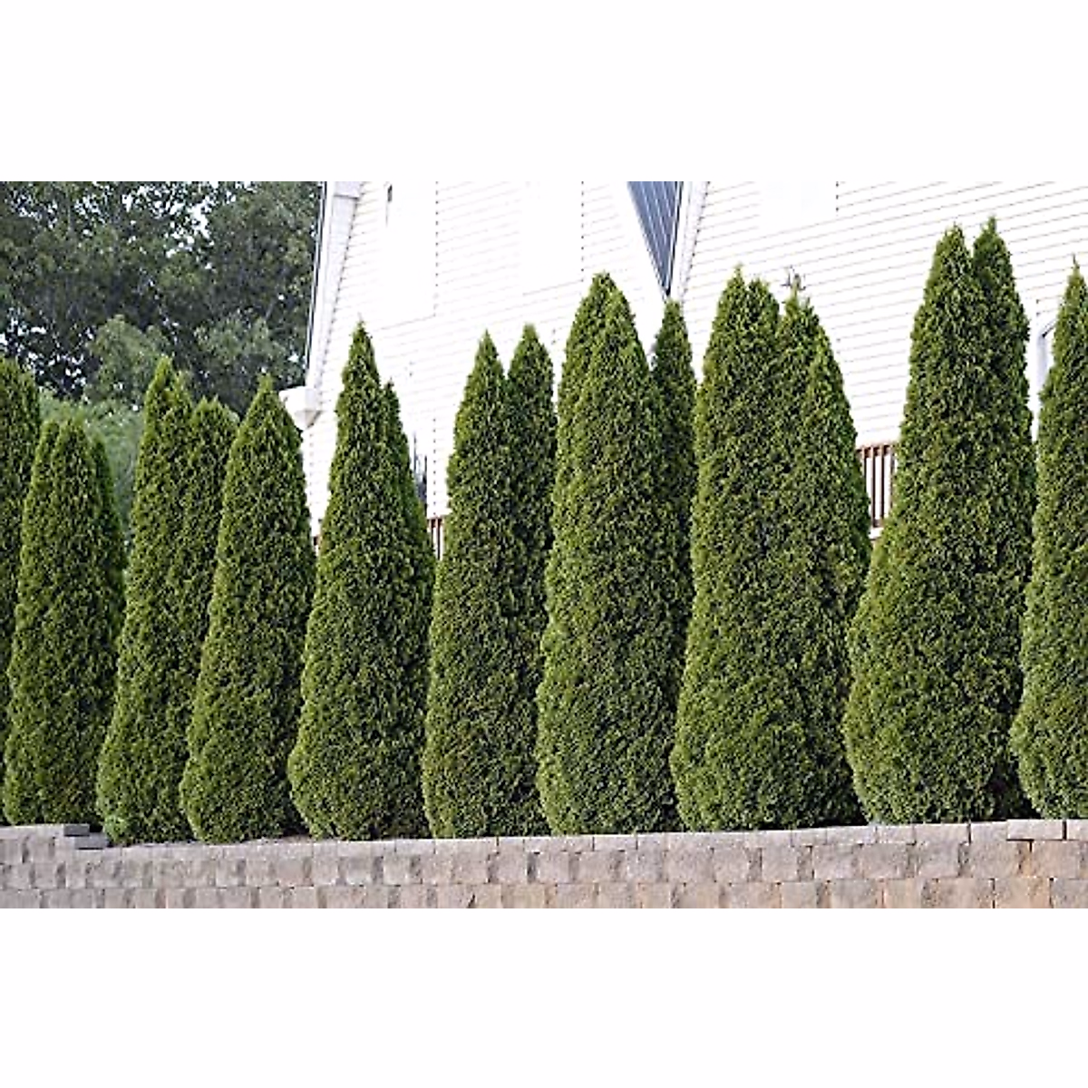 Arborvitae Emerald Green | 3 Live Gallon Size Trees | Thuja Occidentalis Smaragd | Evergreen Privacy Screening Hedge Plants