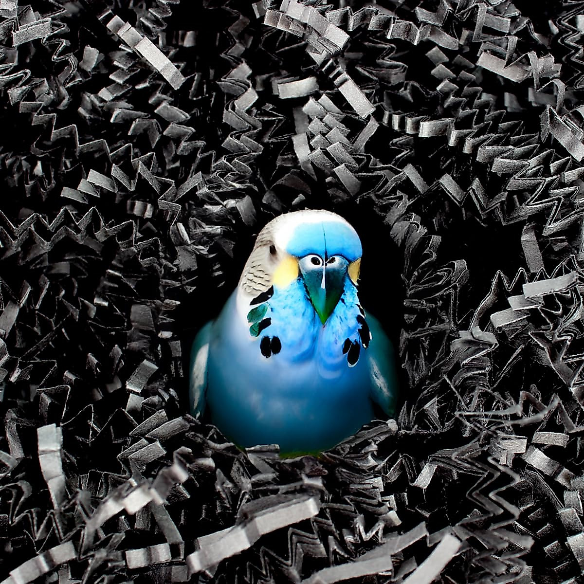 Mighty Gadget (R) 1/2 LB Black Crinkle Cut Paper Shred Filler for Gift Wrapping & Basket Filling