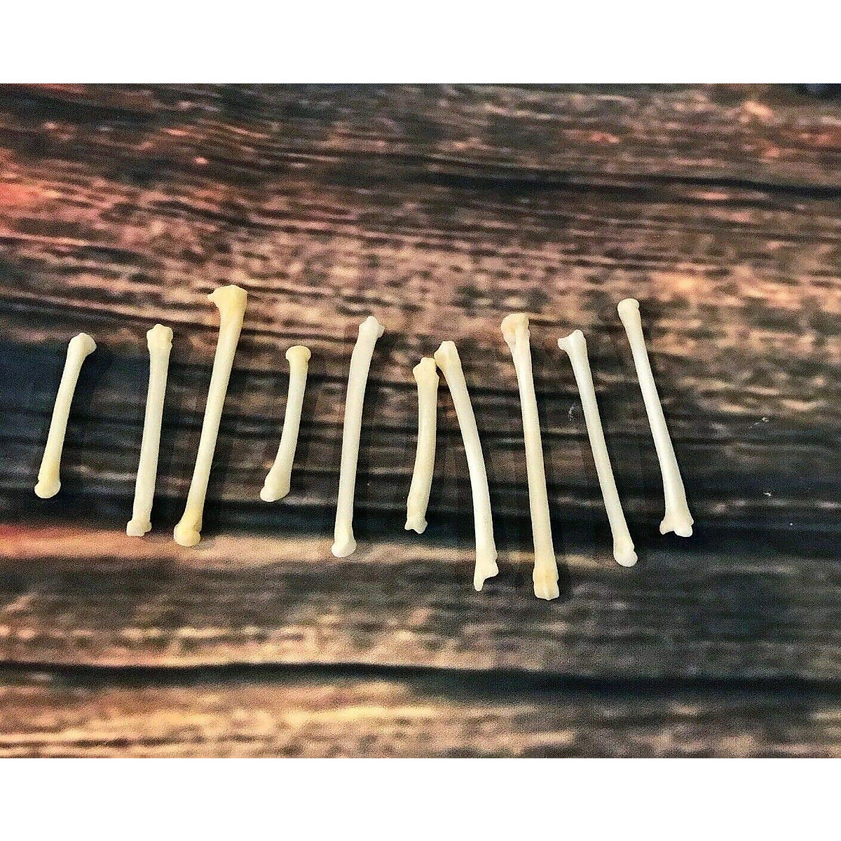 10 Real Red Fox Paw Bone Mountain Man Craft Supply Jewelry Earring Gothic Claws