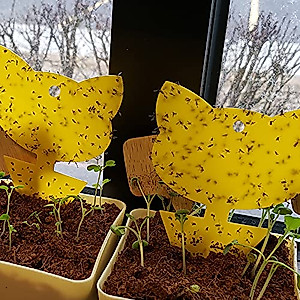 54 Pieces Sticky Fruit Fly Trap,Dual-Side Fruit Fly and Fungus Gnat Sticky Catcher Trap for Indoor Outdoor Fruit Fly,Fungus Gnats,Mosquito,Flying Insect Bug Pest,White Flies YUEQINGLONG