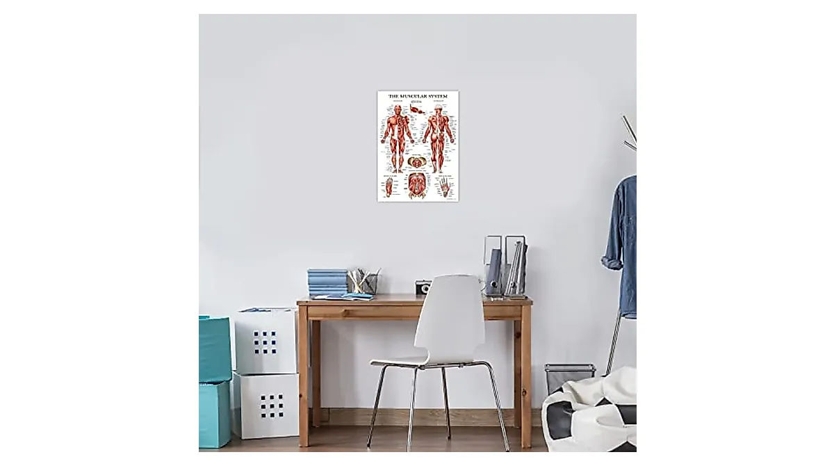 Palace Learning Muscular System & Spinal Nerves Anatomical Poster Set ...