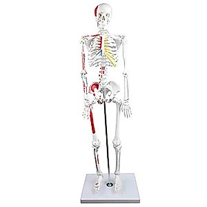 Parco Scientific PB00014 Human Skeleton with Muscles Colored and Labeled, Half Size 33" (84cm) | Wired for Natural Movement | Labelled Diagram Included