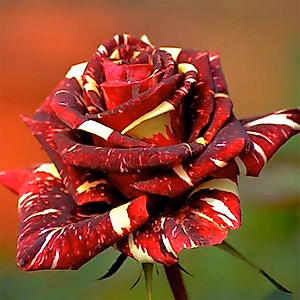QAUZUY GARDEN 100 Rare Abracadabra Rose Rosa Seeds | Non-GMO Heirloom Perennial Flower Seed Striking Bush Vine Climber Fragrant Flower & Attract Pollinators