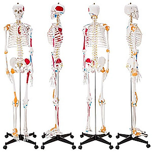 Ultrassist Human Skeleton Model, Life Size Anatomical Skeleton Replica with Spinal Nerves, Muscle Insertion and Origin Points, Joint Ligaments for Human Skeleton Anatomy Study, Includes Rolling Stand