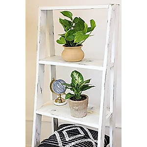 Essential Houseplant Collection (3PK) Live Plants Indoor Plants Live Houseplants in Plant Pots, Easy House Plants Indoors Live, Snake Plant, Pothos in Potting Soil, Clean Air Plants by Altman Plants