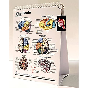 Speech Language Pathology SLP Charts Complete Series with QR Codes for Animation with Mini Head Model, Swallowing, Brain, Larynx, Lungs, Speech Articulation, Voice and More