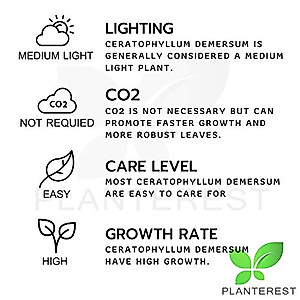 Planterest | Hornwort Ceratophyllum Demersum Live Aquarium Plant Easy for Beginner Tropical Pond Aquatic Plants Decoration - BUY2GET1FREE -