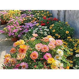 Moss Rose Seeds for Planting Outdoors, Pack of 10000 Portulaca Grandiflora Flower Seeds for Planting