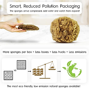 Naroa Exfoliating Natural Sponge for Bathing | Bath Sea Sponge for Healthy Skin | Unbleached Shower Body Scrubber Puff | Eco Friendly Plastic Free Sponge (Exfoliate - Medium)