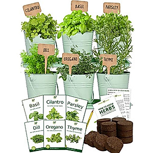Medicinal Herbs Starter Kit - 6 Different Heirloom, Non GMO Herb Seeds - Cilantro, Basil, Parsley, Oregano, Dill, Thyme - Deluxe Metal Pots, Soil, Markers Included - Made in USA - Indoor and Outdoor