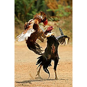 New MAXX 30 Capsules, Rooster Booster Vitamins Health Chicken Supplement Capsule, Increasing Energy Formula Stronger & More Power Healthy Feed Cock Fighting Gamecocks, Bird, Good Breeding, Hen Food