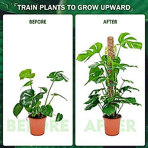 Gardzizy Plastic Moss Pole 6 Pcs 24 Inch Moss Poles for Plants Monstera Climbing Plants, Plant Support for Indoor Plants Work with Sphagnum Moss (6 Pack)