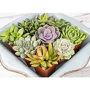 Succulents Plants Live (20PK) Potted Succulent Plants Live House Plants, Cactus Plants Live Plants Indoor Plants Live Houseplants, Indoor Plant Succulents Live Plant House Plant by Plants for Pets