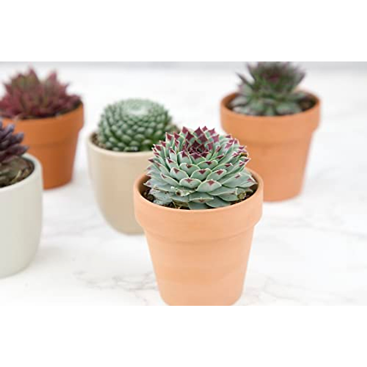 Sempervivum Succulents Plants Live Indoor Plants (5PK), Sempervivum Plants Live Houseplants, Hen and Chicks Live Plants Indoor House Plants, Rosette Succulent Plants in Plant Pots by Plants for Pets