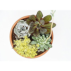 Succulent and Cactus Fertilizer in 5oz. Bag | Long Lasting Gentle Plant Food Formula for All Live Succulents, Cacti, and Other Desert Houseplants