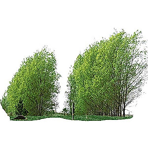 6 Big Aussie Privacy Hybrid Willow Trees - 2ft Tall - Very Fast Growing