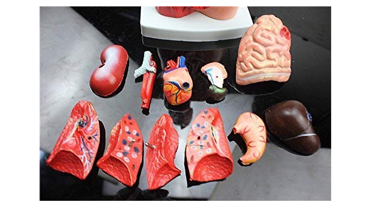 Buy Superply Anatomy Model - 11" Human Torso