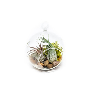 Stunning Flat Bottom Globe Terrarium Kit with Small Assorted Air Plants, Beige Stones and Moss Plant terrarium - Live Tillandsia Air Plants Holder–Glass Terrariums for plants and Succulents
