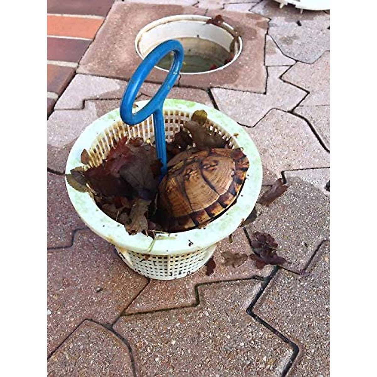 The Skimmer Angel GPIAngel Skimmer Basket Handle, 12"x4"x1.5", Blue