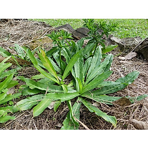 Culantro Seeds,Recao,A.K.A;Vietnamese Coriander,Thai Parsley,ngo gai,Shadon beni