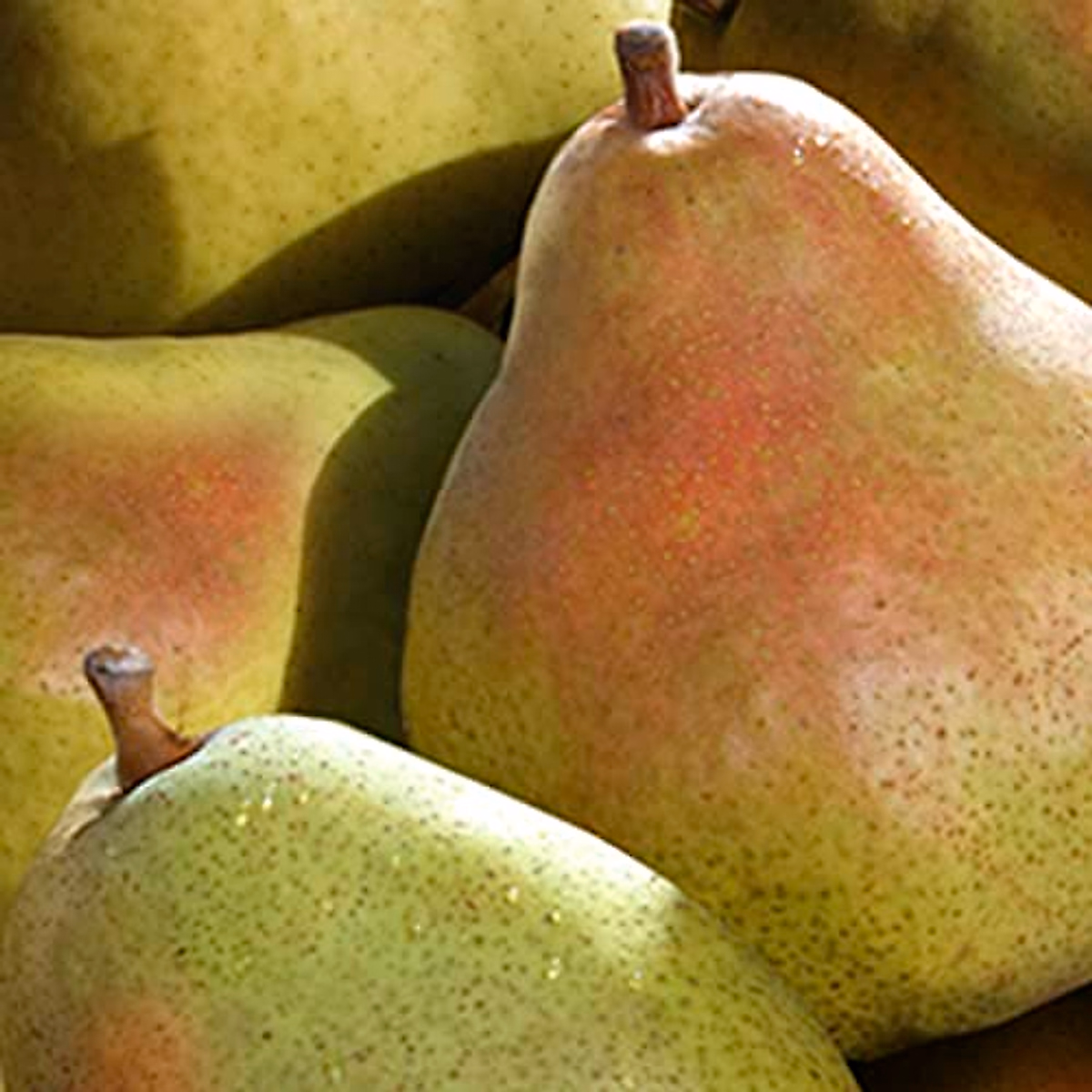 Golden State Fruit Fruitful Trio Deluxe Gift