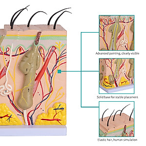 LVCHEN Skin Anatomy Model - Skin Diagram Model Human Anatomy Skin Model Skin Structure 50X Magnification Model with Hair