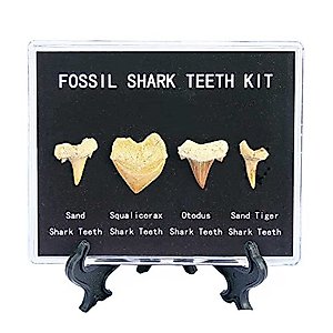 SUNNYHILL Shark Teeth Fossils Specimen Shark Gifts Real Prehistoric Shark Tooth Set for Education and Collection