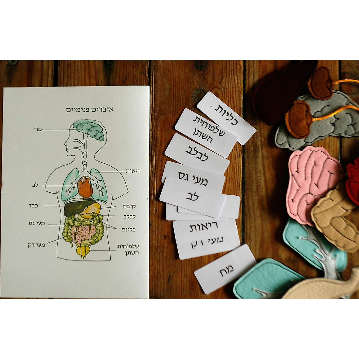Felt Anatomy set Internal human organs, 30x20cm, body+10 organs
