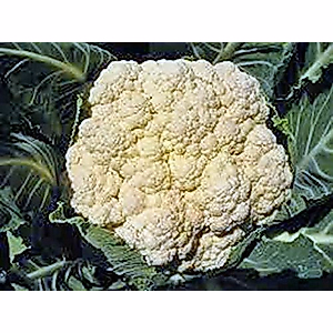 Cauliflower Seed, Snowball Y, Heirloom, Non GMO, 25 Seeds, Large, Delicious and Healthy
