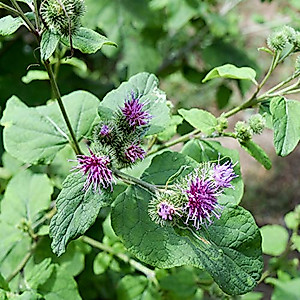 Outsidepride Burdock Arctium Lappa Nutritious Vegetable & Herb Garden Plant - 1000 Seeds