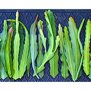 (6) Mix Epiphyllum Orchid Cactus Cutting for Growing Indoor/Outdoor - Ornaments Perennial Garden Simple to Grow No Pots