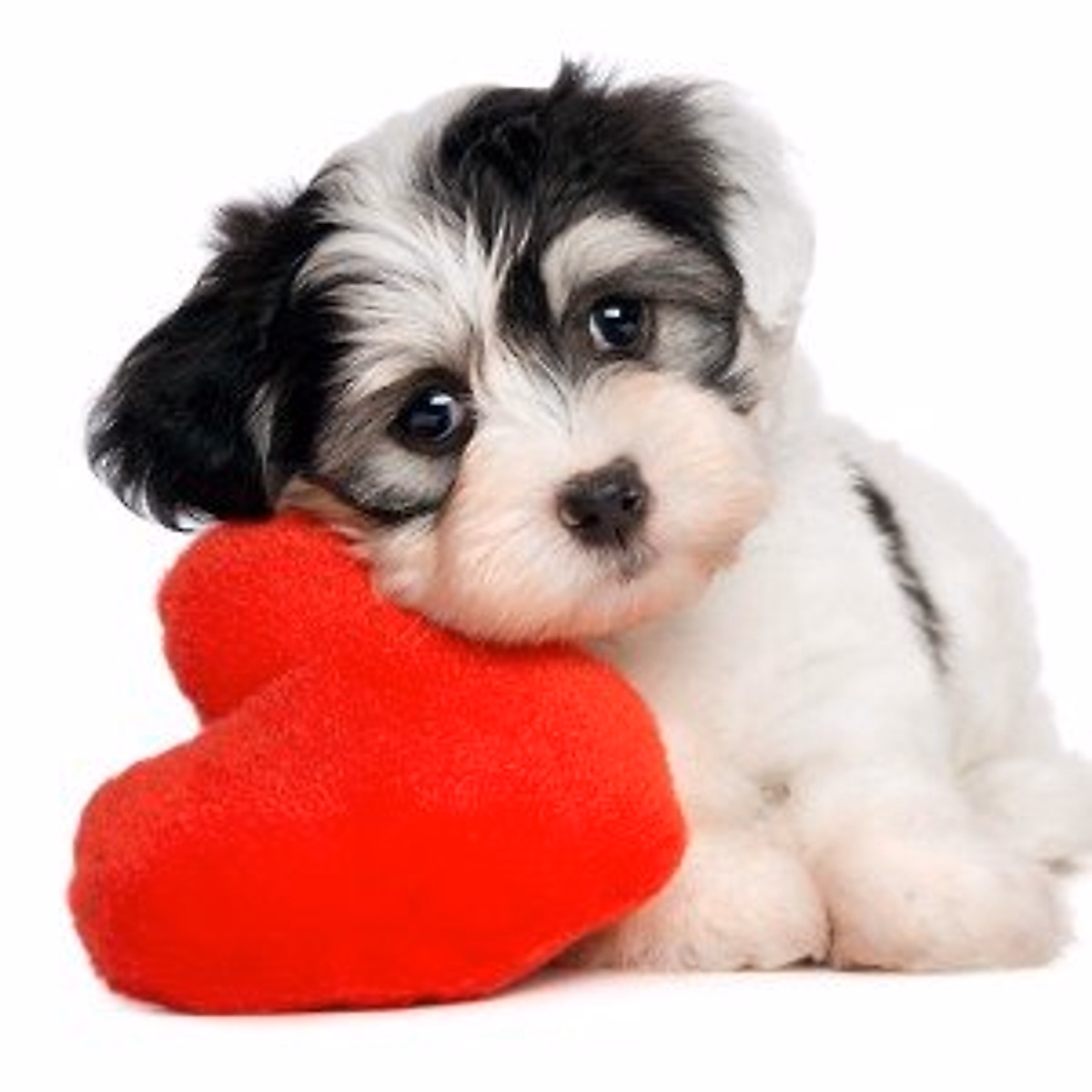 PET SUPPLEMENTS Dog Joint Supplement - Omega 3 - Advanced Complex - Health & Wellness - for Dogs - Fatty acids for Dogs - 2 Bottle (360 Softgels)