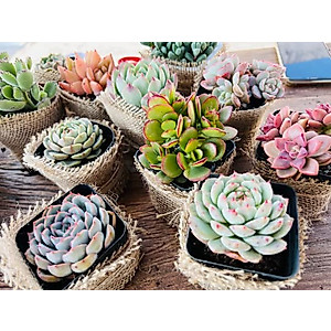 Live Succulent Plants, 1 Unit Real Succulents Potted in 2" Starter Planter with Soil Mix, Rare Small Indoor House Plants for Home Garden Outdoor Wedding Decor Party Favor Women Girls DIY Gift