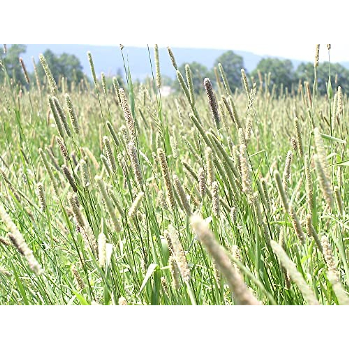 Climax Timothy Grass Seeds, 1 Pound by Seeds2Go