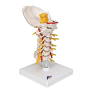 3B Scientific A72 Cervical Spinal Column - 3B Smart Anatomy