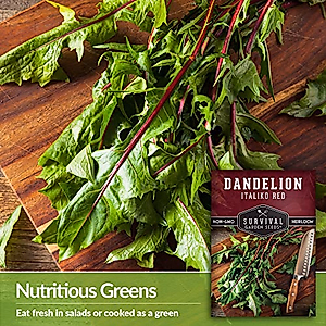 Survival Garden Seeds - Italiko Red Dandelion Seed for Planting - Packet with Instructions to Plant and Grow Nutritious Italian Chicory Greens in Your Home Vegetable Garden - Non-GMO Heirloom Variety