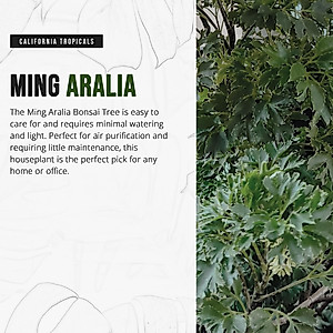 California Tropicals Ming Aralia 6'' Live Bonsai Tree - Unique and Easy to Grow Houseplant for Hobbies, Desk, Interior Ideas, Gardening, Crafts, Gifts, and Starter Gardeners