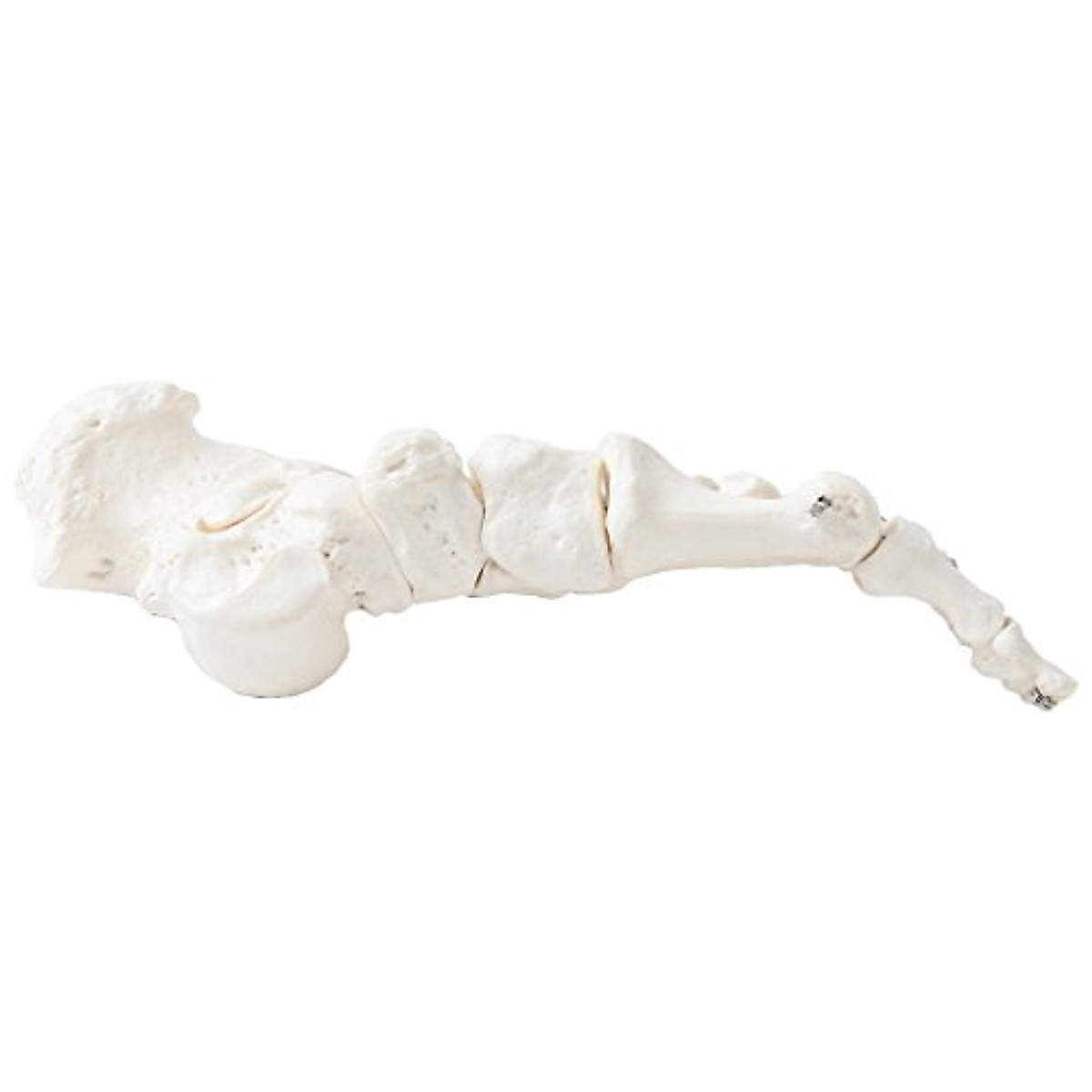 Axis Scientific Skeletal Foot | Left | Fully Articulated Flexible Foot Skeleton is Secured with Quality Wire to Demonstrate Movement | Includes Product Manual