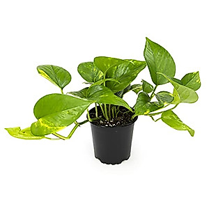Golden Pothos Plant Live House Plant Live Plants, Trailing Plants Live Houseplants, Golden Pothos Live Plant Houseplant, Live Pothos Devils Ivy Live Plant Money Plant Indoor Plants by Plants for Pets
