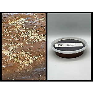 Live Springtails, Clay Culture (8 oz), for Amphibian/Reptile/Invertebrate Bioactive Habitats, by Critters Direct