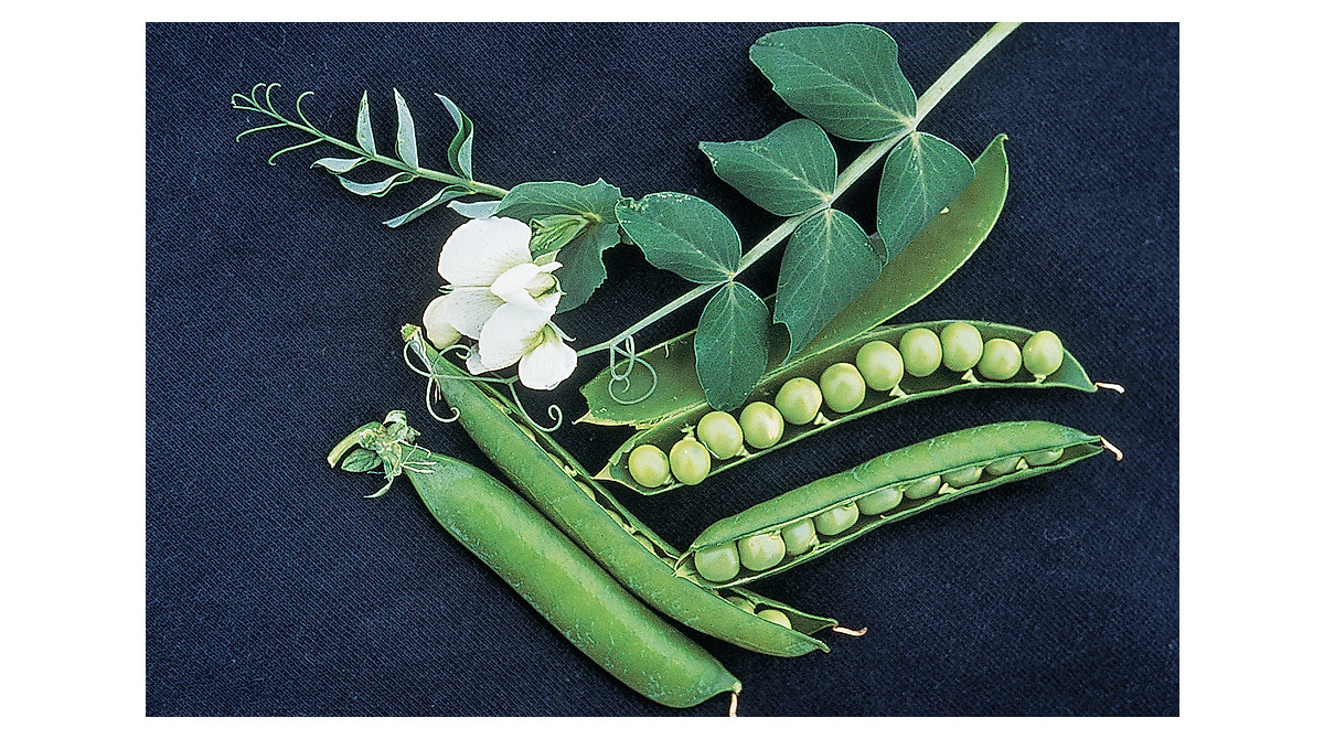 Grow Sweet Peas with Burpee Seeds - 200 Non-GMO Seeds