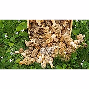 Morel Mushroom Spores in Sawdust Garden Seed Spore kit from WV 5 Gallon kit