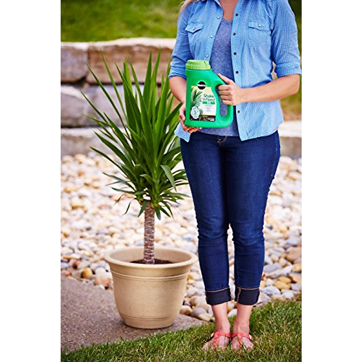 Miracle-Gro 3002910 Shake 'N Feed Continuous Release Palm Plant Food