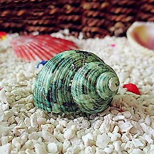Wixine 1Pcs 10cm Green Turbo Natural Rare Real Sea Shell Conch Stunning Healing Decor Ocean