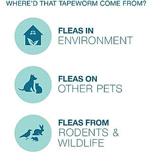 Bayer Expert Care Tapeworm Dewormer for Cats and Kittens