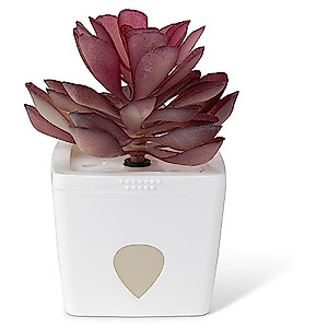 ZendoZones Fruit Fly Traps, 12 Pack Assorted with White Base, Refillable and Reusable, Discreet and Effective